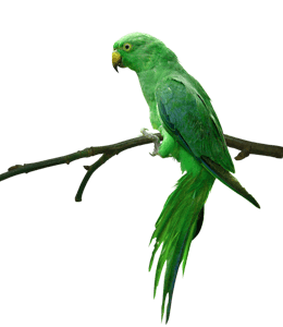 Parakeet Green color hex code is #1AA36D