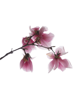 Cyclamen color hex code is #876D8C