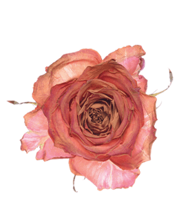 Rapture Rose color hex code is #D16277