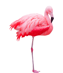 Flamingo Pink (RAL Design) color hex code is #DB9AA5