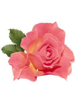 Coral Blush color hex code is #E3777A