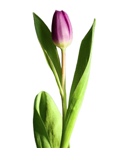 Dusty Magenta color hex code is #985898