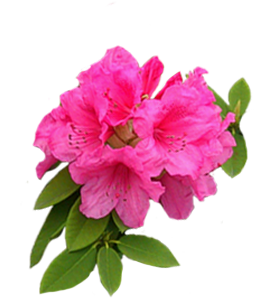 Azalea color hex code is #C9628F