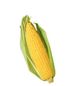 Maize (Crayola) color hex code is #F2C649