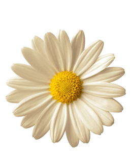 Aster color hex code is #E7D5A9