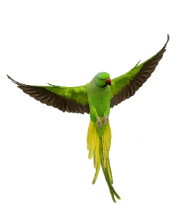 True Parrot Green color hex code is #5AB834