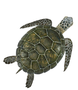 Turtle Green (Pantone) color hex code is #81894E