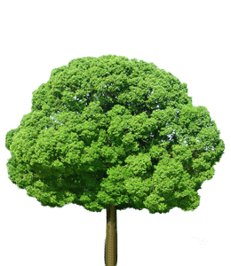 True Green color hex code is #10771A