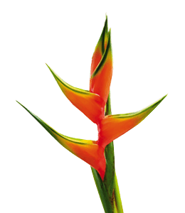 Heliconia color hex code is #F45619
