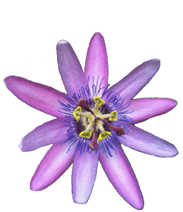 Passion Flower color hex code is #6D5698
