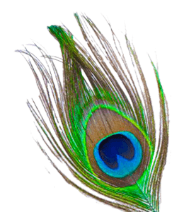 Peacock Green color hex code is #57A845