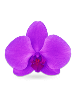 Bright Orchid color hex code is #C746FA