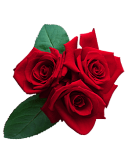 Rose color hex code is #D22628