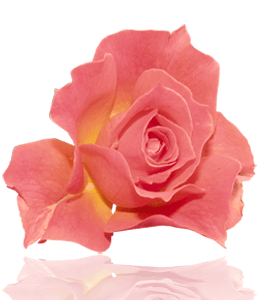 Sweet Rose color hex code is #F68E93
