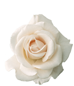 White Rose color hex code is #F6FCFA
