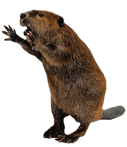 Beaver color hex code is #9F8170