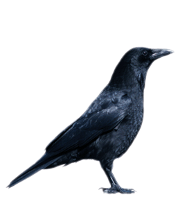 Crow Black color hex code is #263145