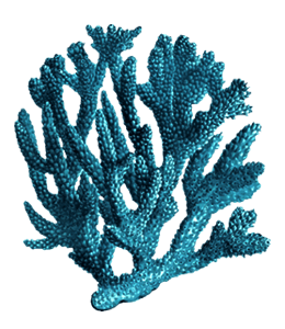 Blue Coral color hex code is #1C5366