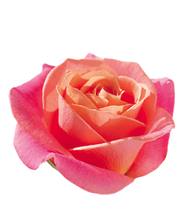 Deep Blush Pink color hex code is #E47698