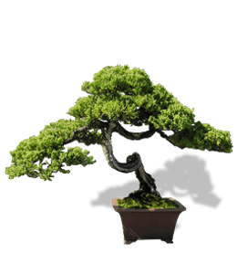 Bonsai color hex code is #92B26D