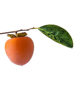 Dark Persimmon color hex code is #C9510B