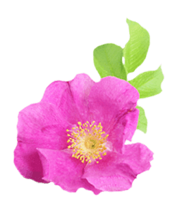 Brier Rose color hex code is #EC97D1
