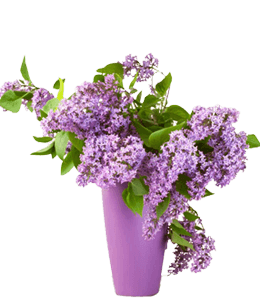 Light Lilac color hex code is #EDC9F9