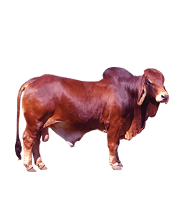 Oxblood color hex code is #4A0000