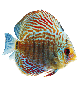 Deep Sea Blue color hex code is #256794