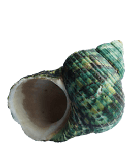 Dull Sea Green color hex code is #69A18B