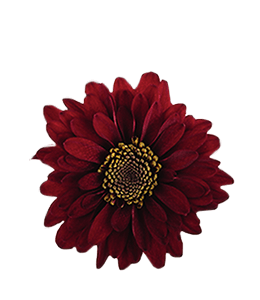 Deep Burgundy color hex code is #650015