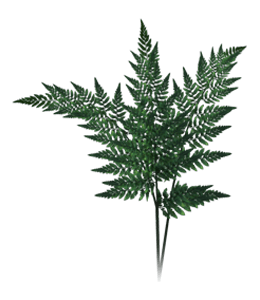 Dark Fern Green color hex code is #2C4E37