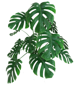 Dark Green color hex code is #006400