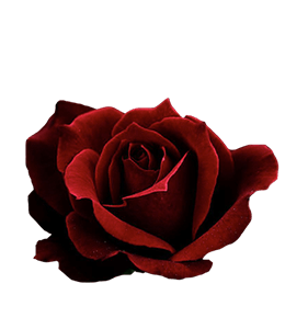 Deep Red color hex code is #7C0D0E