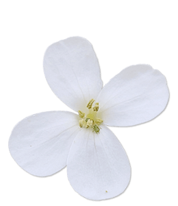 Violet White color hex code is #E2E3E9