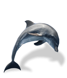 Dolphin color hex code is #868B8A
