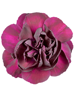 Dull Rose color hex code is #BE6491