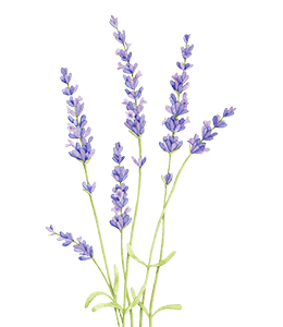 Pale Lavender color hex code is #DCD0FF