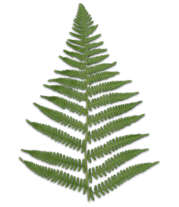 Leaf Green (Pantone) color hex code is #9FAF6C