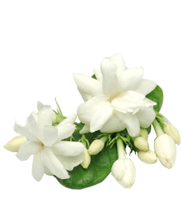 Jasmine White color hex code is #F9F8F5