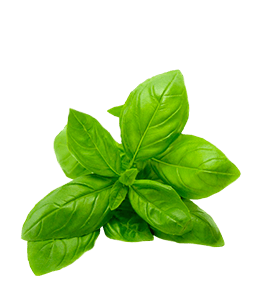 Basil color hex code is #59910F