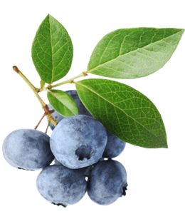 Blueberry (Pantone) color hex code is #2C333E