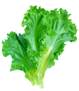 Philippine Green color hex code is #028745