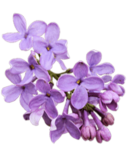 Lilac Pink (RAL Design) color hex code is #C09DC8