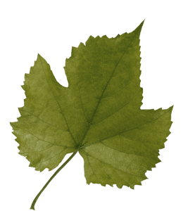 Grape Leaf color hex code is #545244