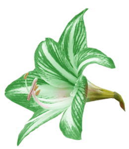 Rare Green color hex code is #6DC37A