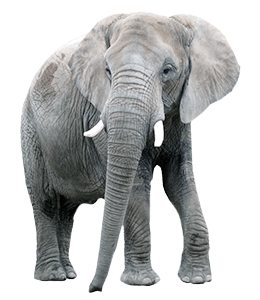 Elephant color hex code is #949699