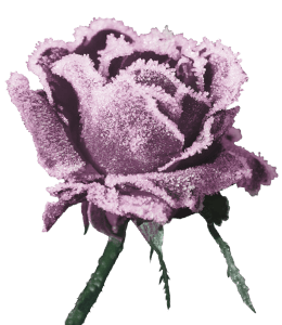 Frozen Rose color hex code is #8C4F6C