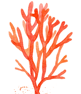 Coral color hex code is #FF7F50