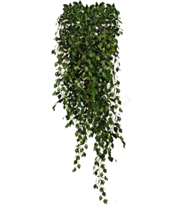 Ivy Green color hex code is #585442